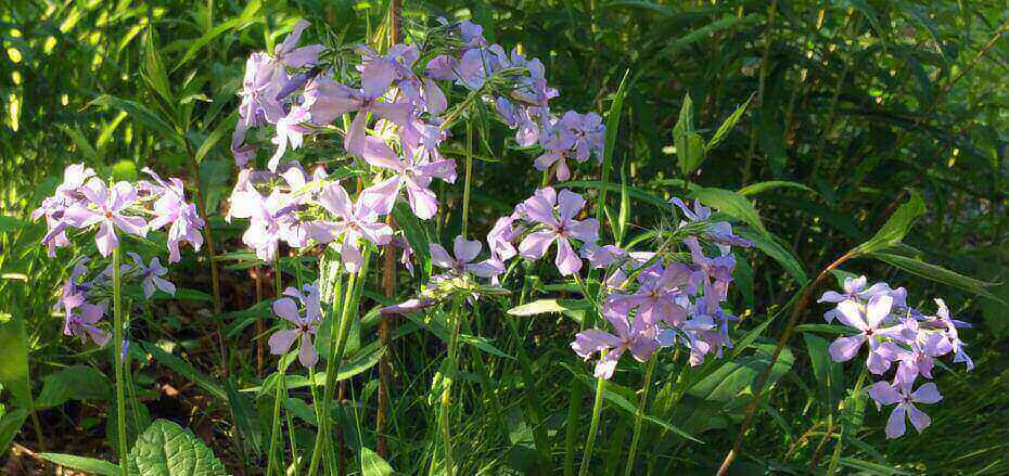 Native Plant Container Gardening - Wild Ones West Cook Chapter