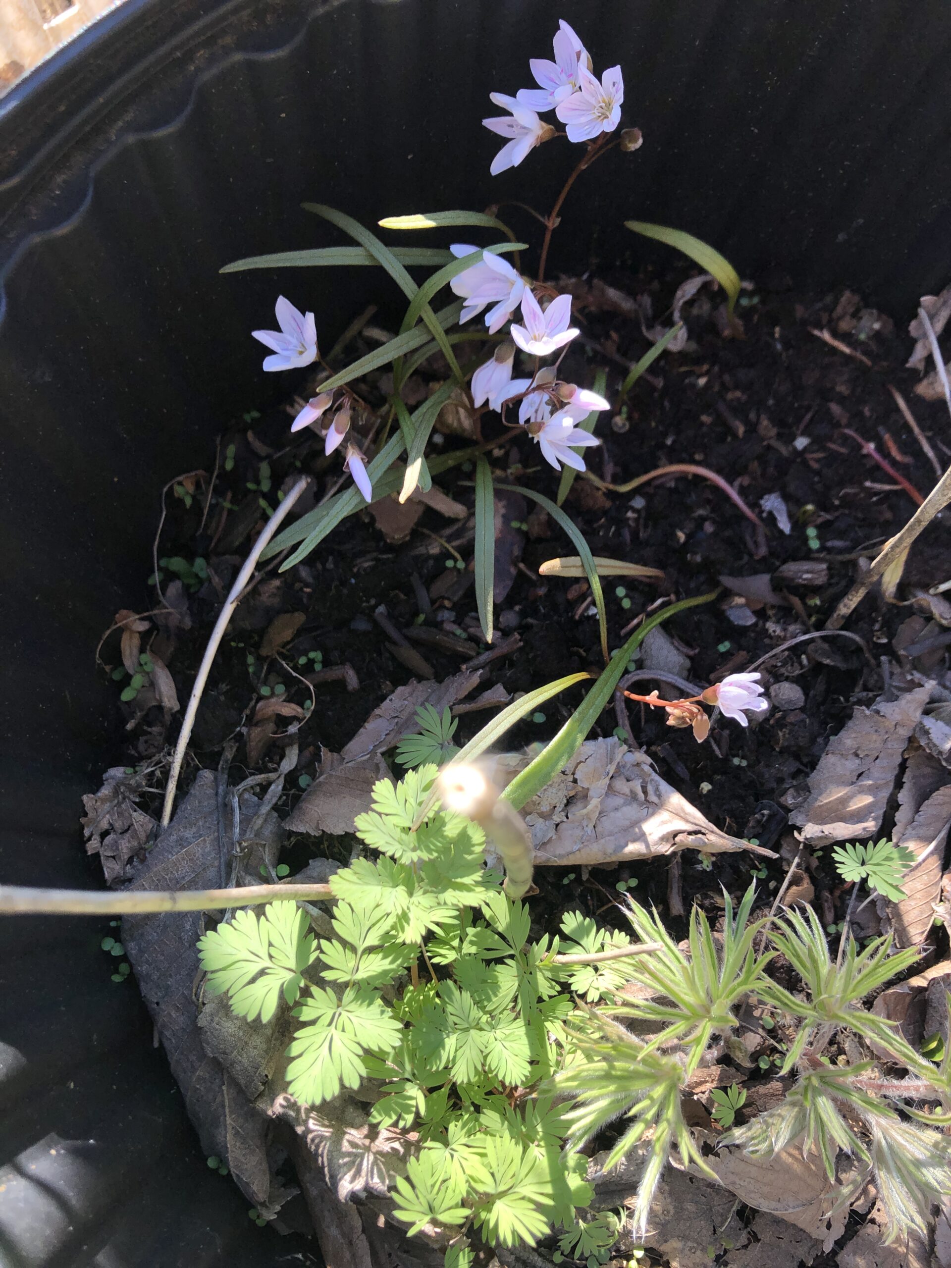 Native Plant Container Gardening - West Cook Wild Ones