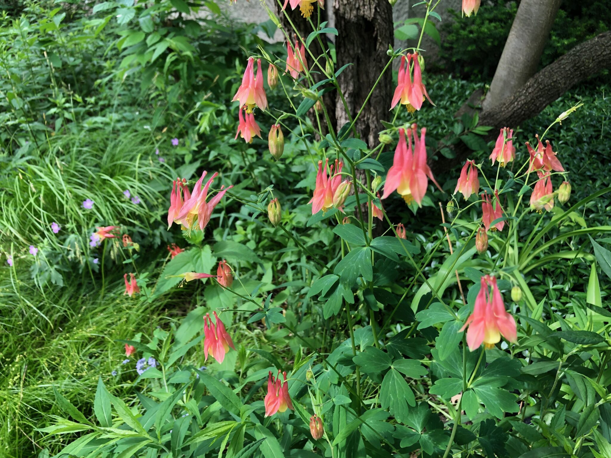 Top 10 Native Plants for Shade - Wild Ones West Cook Chapter