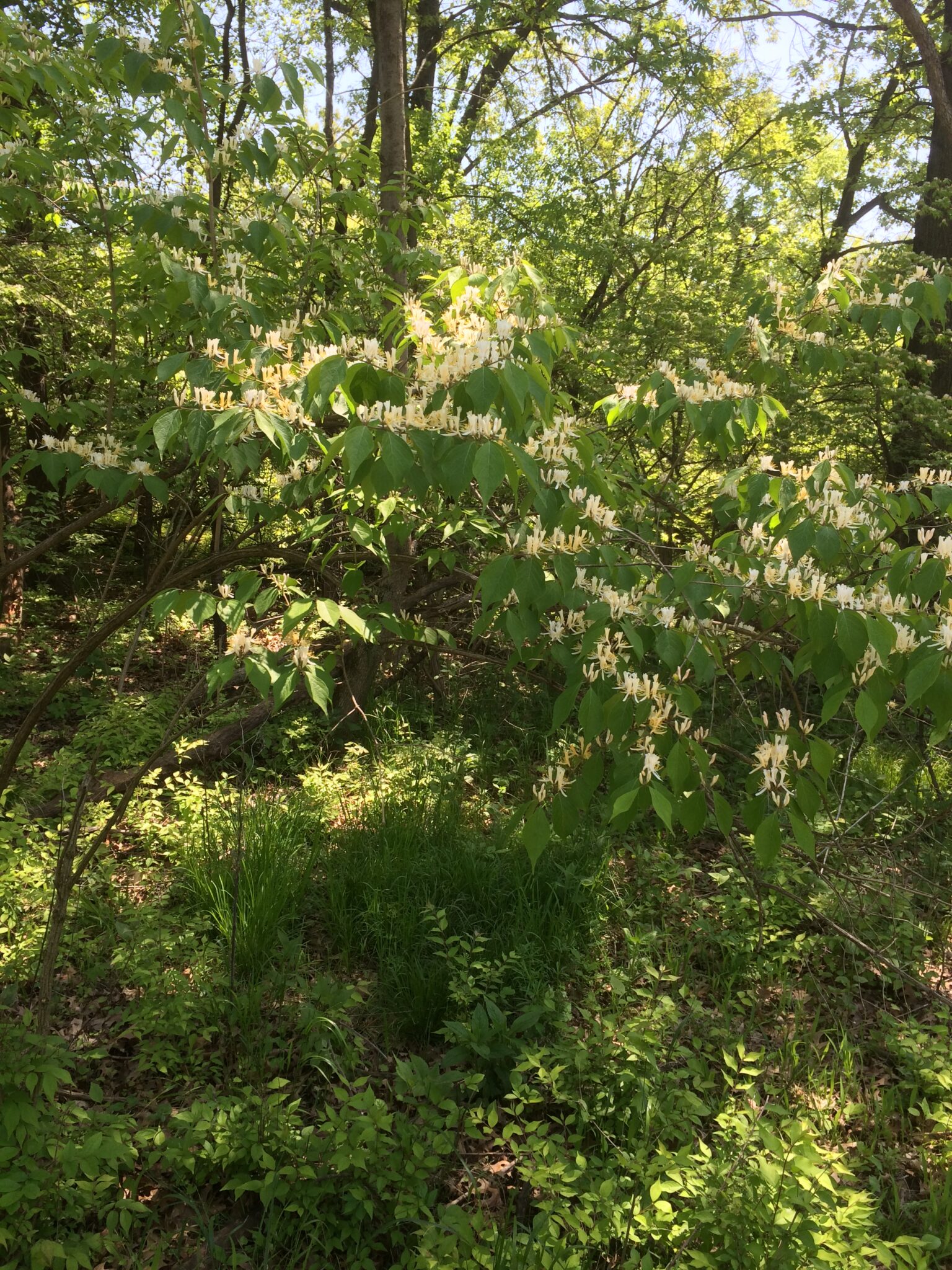 Identifications for Targeted Invasive Plants for Trade-in Program ...