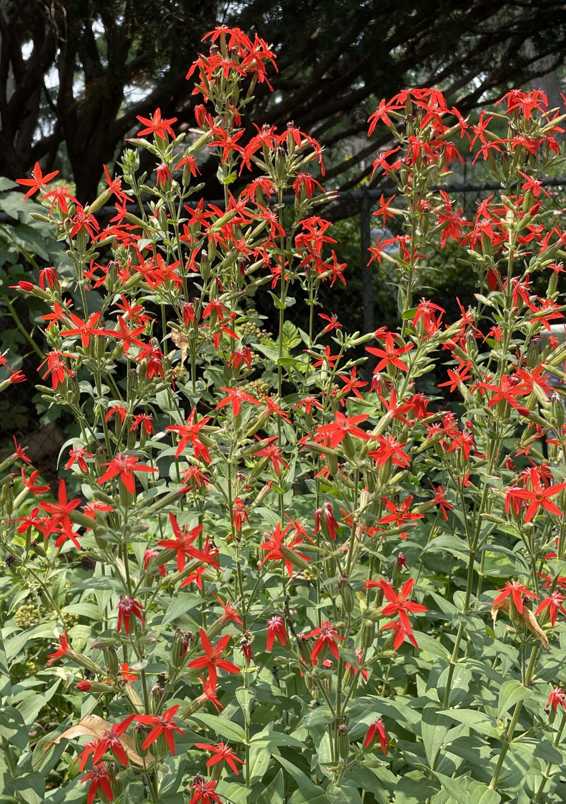 2024 Native Plant Sale - Wild Ones West Cook Chapter